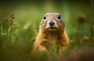 Prairie Dog vs Gopher: What's the Difference?