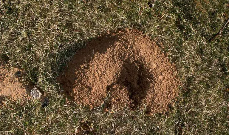 Why Do Gophers Make Mounds?- Digging Deep for the Answer