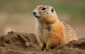 Marmot vs Prairie Dog: Behavior, Habitat, and Physical Characteristics
