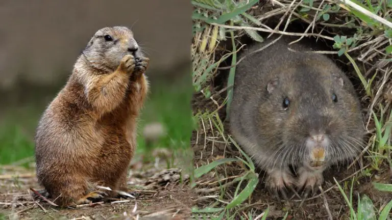 Prairie Dog vs Gopher: What's the Difference?