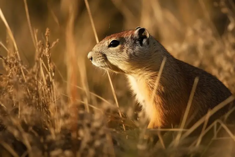 How To Set A Gopher Trap: A Step-By-Step Guide