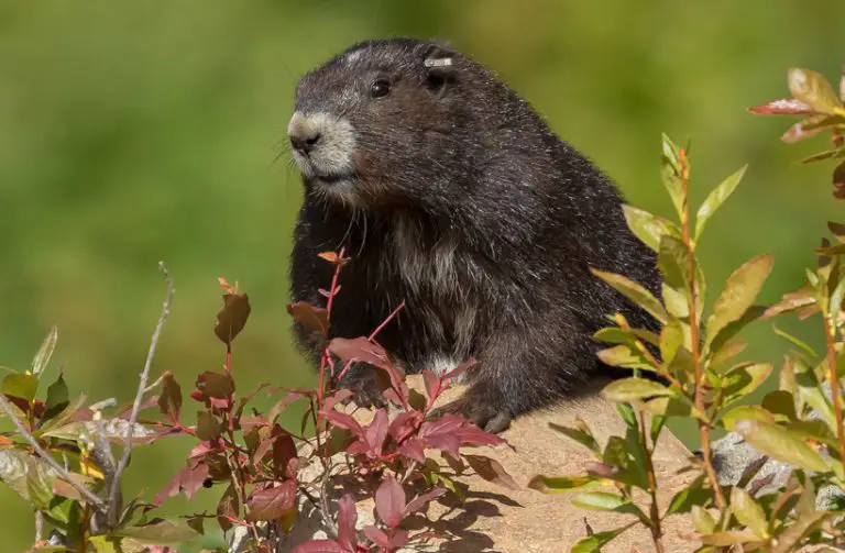 What Does a Marmot Look Like? Identifying Marmot Species