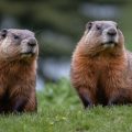 Are Marmots Endangered? A Look at the Conservation Status of Marmot Species