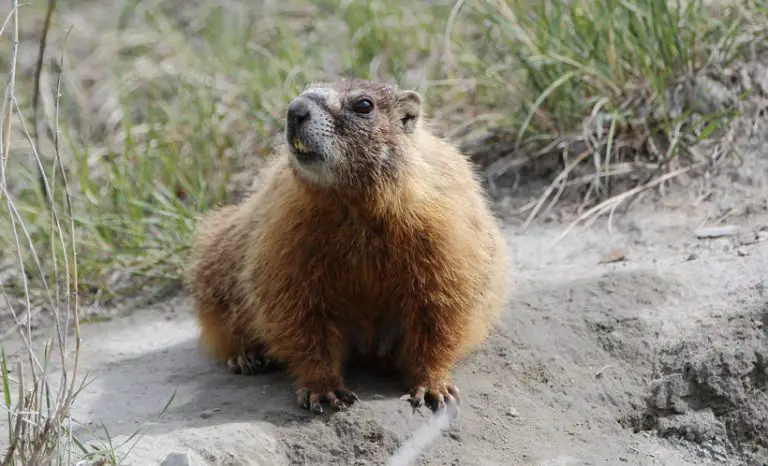 What Does a Marmot Look Like? Identifying Marmot Species