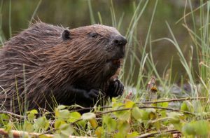 Capybara vs. Beaver: Key Differences in Behavior and Characteristics
