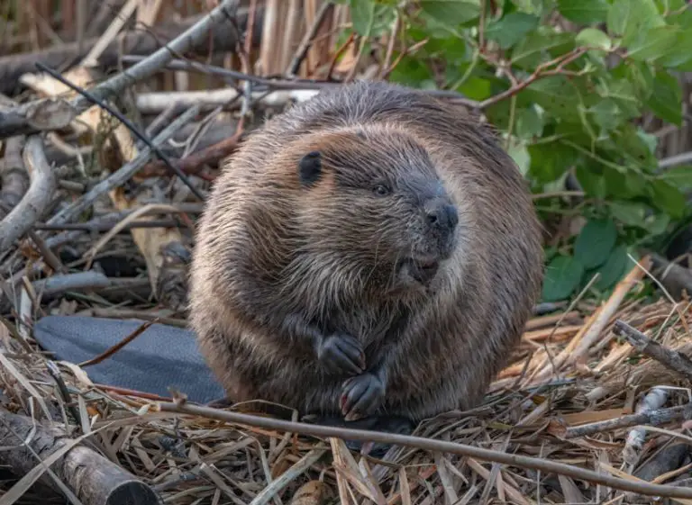 Capybara vs. Beaver: Key Differences in Behavior and Characteristics