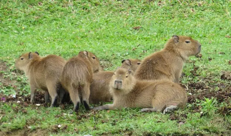 Why Capybaras Are So Friendly? - Let’s Find Out!