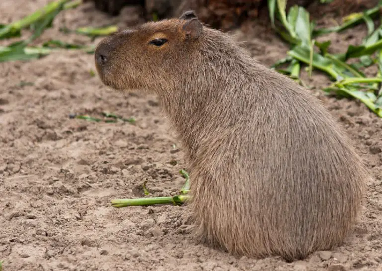 Can Capybaras Be Potty Trained? Tips for Housebreaking Your Pet
