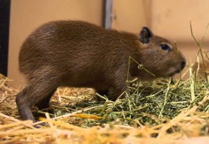 Wombat vs. Capybara: Exploring the Differences Between Two Unique Mammals