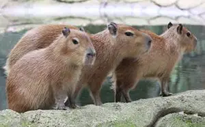 Capybara vs Groundhog: Understanding the Differences Between Two Rodents