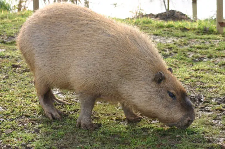Agouti vs. Capybara: How Do These South American Rodents Differ?