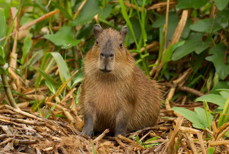Capybara Intelligence: How Smart Are These Giant Rodents?
