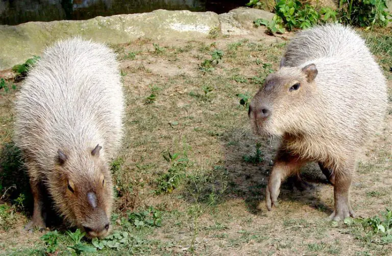 Capybara vs. Beaver: Key Differences in Behavior and Characteristics