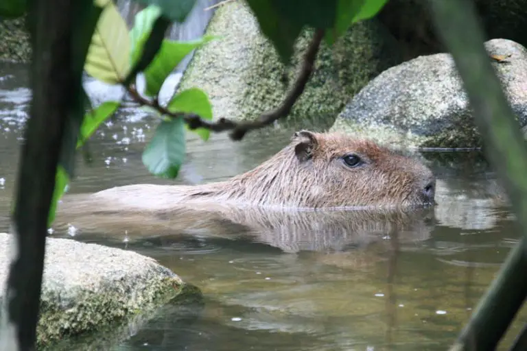 Capybara vs. Beaver: Key Differences in Behavior and Characteristics
