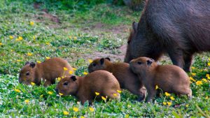 Capybara vs Groundhog: Understanding the Differences Between Two Rodents