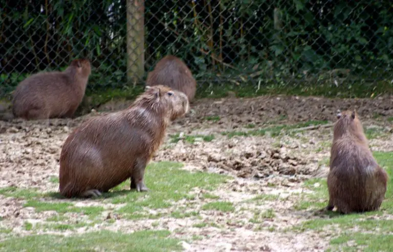 Can Capybaras Be Potty Trained? Tips for Housebreaking Your Pet