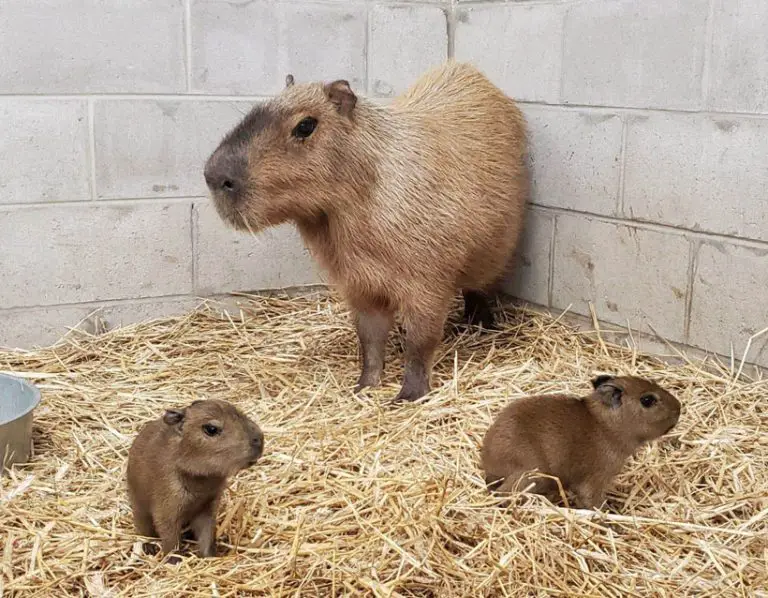 Capybara Bites: Understanding the Risks of Being Bitten by These Pets