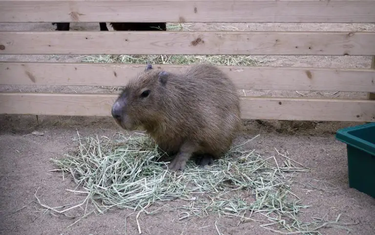 Capybaras as Pets: Understanding If They Make Good Companions