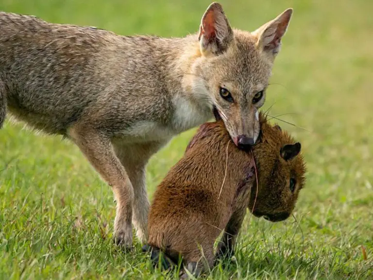 Capybara Predators: Animals That Hunt These Giant Rodents