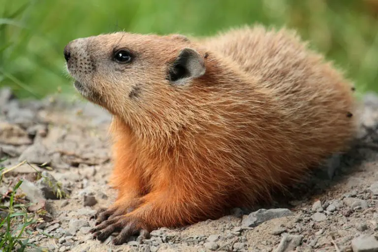 Capybara vs Groundhog: Understanding the Differences Between Two Rodents