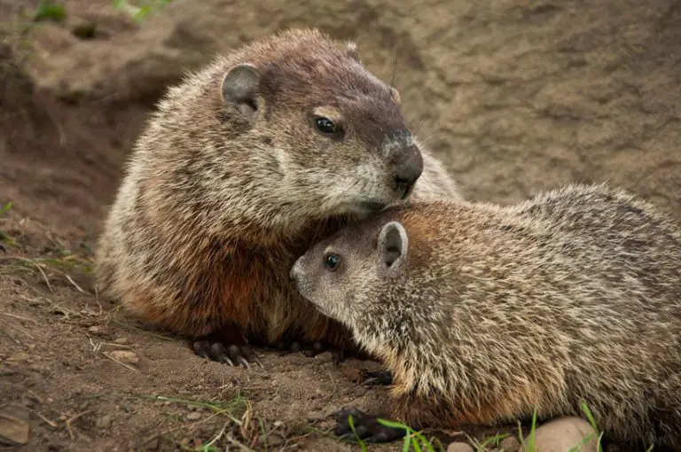 Capybara vs Groundhog: Understanding the Differences Between Two Rodents