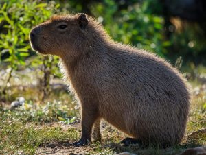 Capybara Care 101: Essential Tips for Keeping Your Pet Healthy and Happy