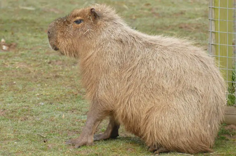 Can Capybaras Be Potty Trained? Tips for Housebreaking Your Pet