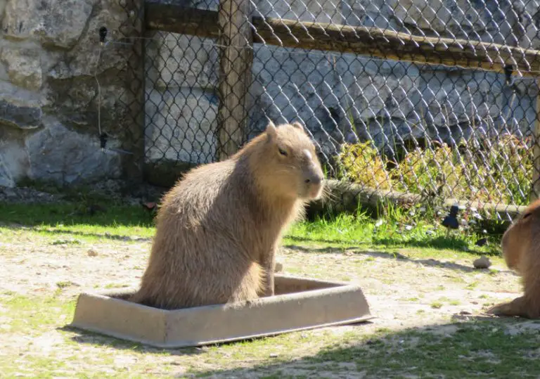 Can Capybaras Be Potty Trained? Tips for Housebreaking Your Pet