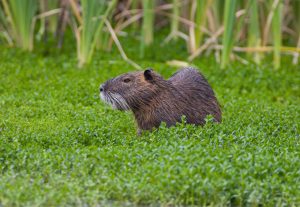 Capybara vs. Nutria: What's the Difference Between These Giant Rodents?
