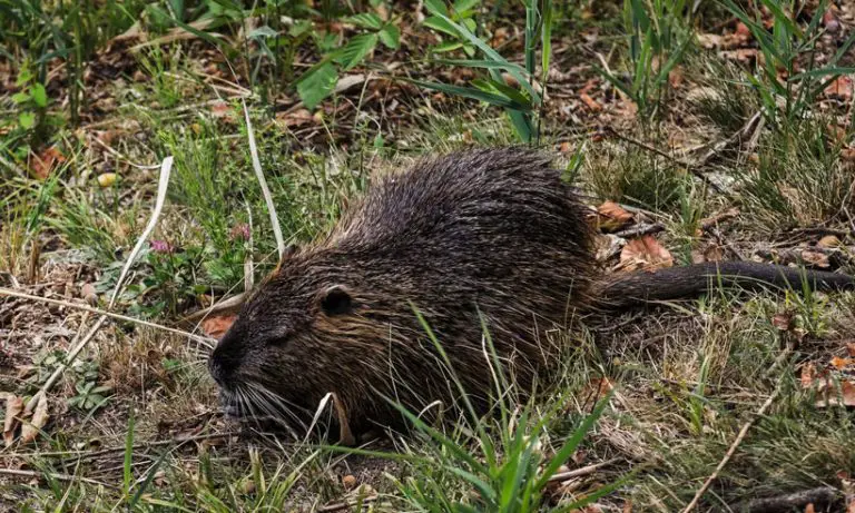 Capybara vs. Nutria: What's the Difference Between These Giant Rodents?