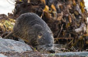 Capybara vs. Nutria: What's the Difference Between These Giant Rodents?