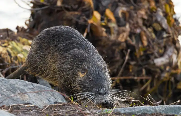 Capybara vs. Nutria: What's the Difference Between These Giant Rodents?
