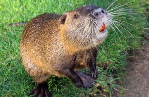 Capybara vs. Nutria: What's the Difference Between These Giant Rodents?