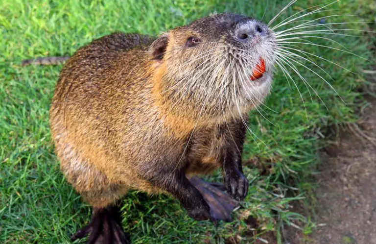 Capybara vs. Nutria: What's the Difference Between These Giant Rodents?