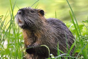 Capybara vs. Nutria: What's the Difference Between These Giant Rodents?