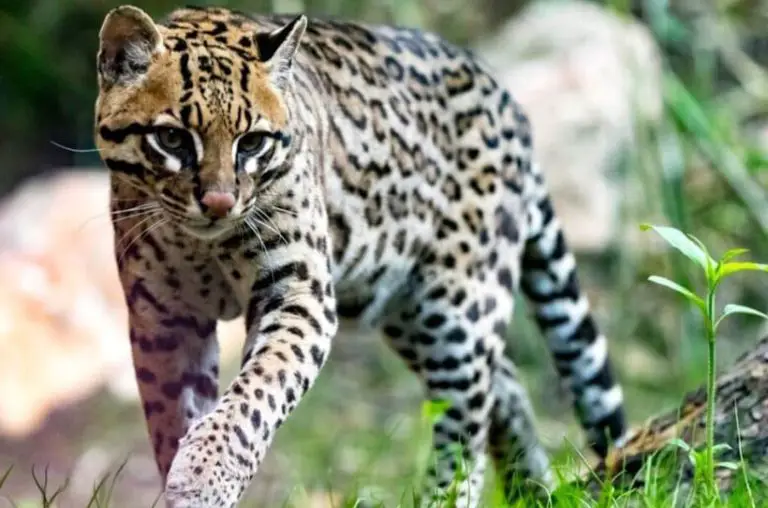 Capybara Predators: Animals That Hunt These Giant Rodents