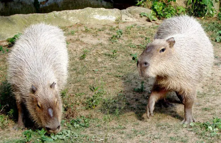 Capybara Costs: Understanding The Expenses Of Ownership