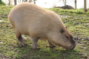 Capybara vs Groundhog: Understanding the Differences Between Two Rodents
