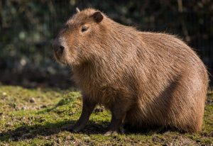 Capybara vs. Nutria: What's the Difference Between These Giant Rodents?