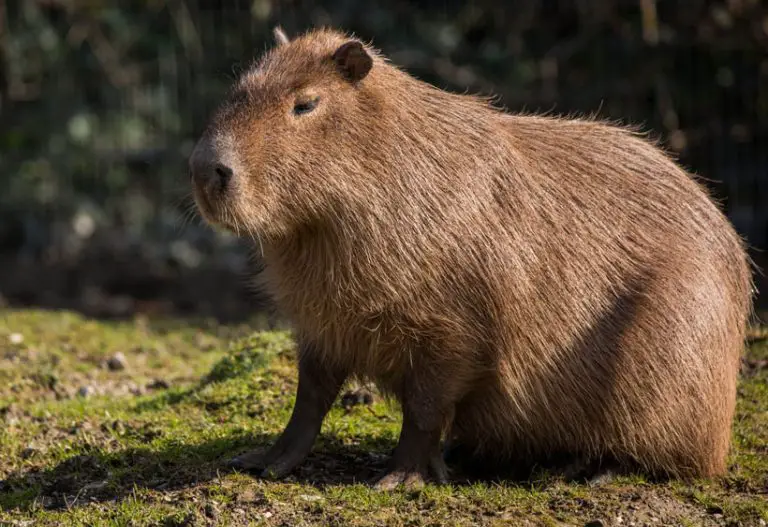 Capybara vs. Nutria: What's the Difference Between These Giant Rodents?