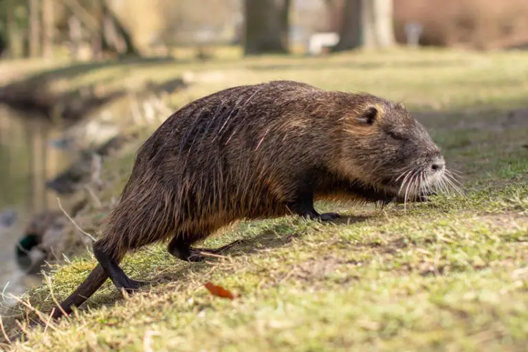 Capybara vs. Nutria: What's the Difference Between These Giant Rodents?