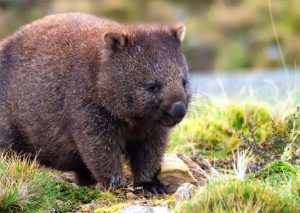 Wombat vs. Capybara: Exploring the Differences Between Two Unique Mammals
