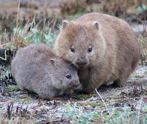Wombat vs. Capybara: Exploring the Differences Between Two Unique Mammals