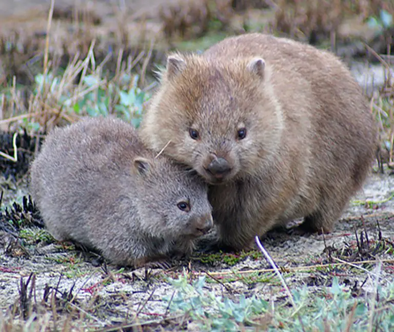 Wombat vs. Capybara: Exploring the Differences Between Two Unique Mammals