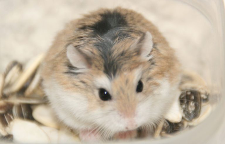 Roborovski Dwarf Hamster Lifespan: A Complete Guide