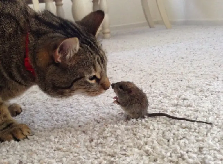 Why Do Mice Squeak? Everything You Need To Know