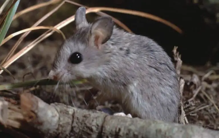 Can Mice Climb Walls? Why and How Can You Prevent This?