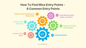 How To Find Mice Entry Points - 6 Common Entry Points Explained!