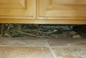 Mice Nest 101: Where, How to Find Tips - A Comprehensive Guide