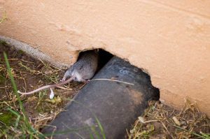 How To Find Mice Entry Points - 6 Common Entry Points Explained!